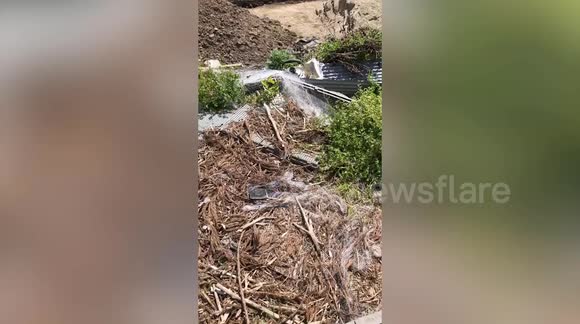 Sparrow stuck in net with piles if trash rescued in Japan - Buy, Sell ...