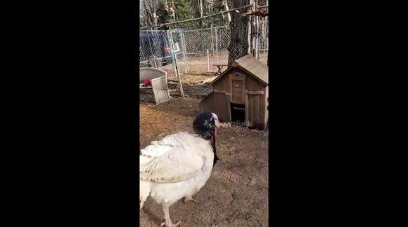 Tom the Turkey Wears a Wig - Buy, Sell or Upload Video Content with ...