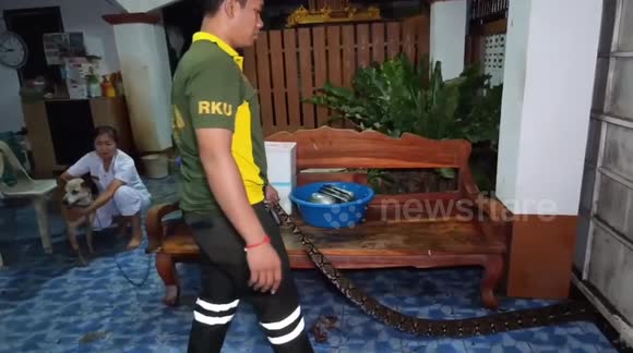 Huge 7ft python caught inside family's home after taking shelter from ...