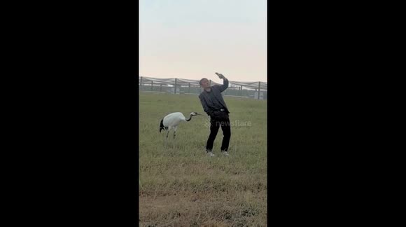 Unexpected encounter: red-crowned crane gives tourist a surprise peck ...