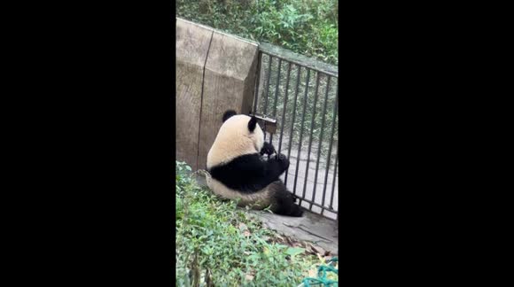 Giant panda attempts to unlock zoo gate using twig as key in China ...