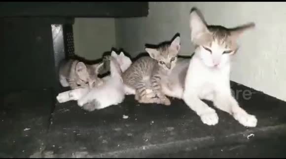 Mom cat feeding kitten in India , Mom Cat playing and feeding to her ... Mom cat feeding kitten in India , Mom Cat playing and feeding to her ...