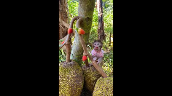 Pika the one-year-old monkey enjoying fresh strawberries straight from ...