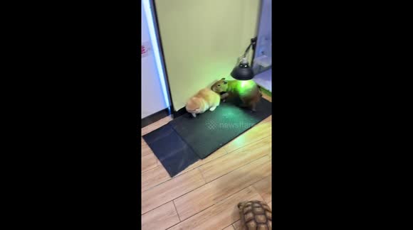 Pushy pet capybara plays rough with cat - Buy, Sell or Upload Video ...