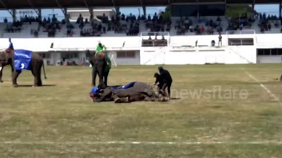 Book them for diving! Play-acting elephants feign injury at jumbo ...