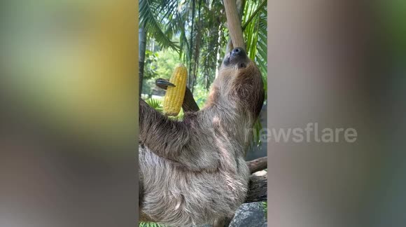 Sloth falls asleep while eating corn at zoo - Buy, Sell or Upload Video ...