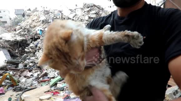 Cat Survives Israeli Bombing in Bureij, Gaza - Buy, Sell or Upload ...