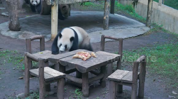 Giant Pandas Gather Around A Table For Dinner at Chongqing Zoo - Buy ...