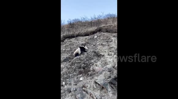 Wild giant panda spotted masterfully scaling steep slope in China - Buy ...
