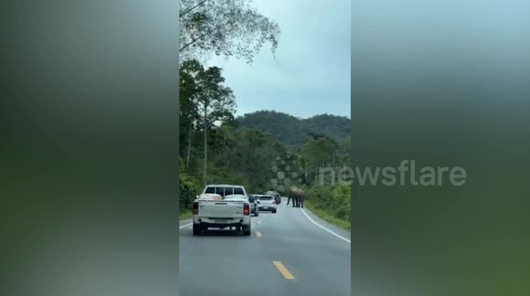 Elephant blocks cars from passing through forest road - Buy, Sell or ...