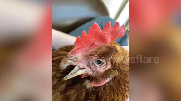 Famous chicken with wonky beak rescued from death's door at egg farm ...