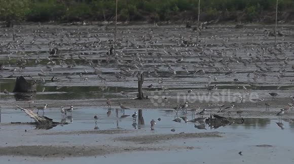 Amazing formation of siberia birds during migration at Berbak-Sembilang ...
