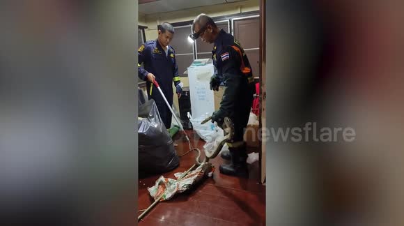 Animal rescuers catch python from family’s living room - Buy, Sell or ...