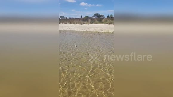 Rare Albino Eagle Ray Spotted in Swan Canning Riverpark in Western ...