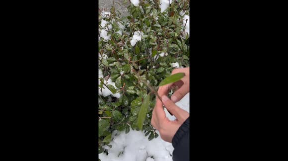 Crafting Tutorial of Lifelike Flower made from Snow Goes Viral in China ...