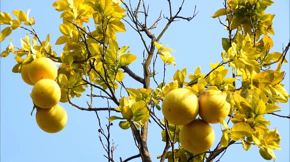 Ornamental Pomelo Tree in Winter in Yichang, China - Buy, Sell or ...