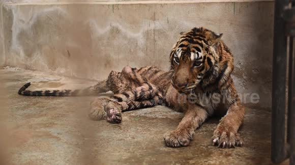 Wildlife team save 53 tigers and leopards in 'largest ever rescue ...