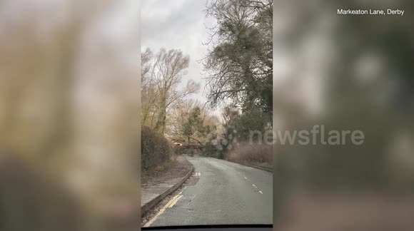Fallen tree in Derby as Storm Pia rips across the UK - Buy, Sell or ...