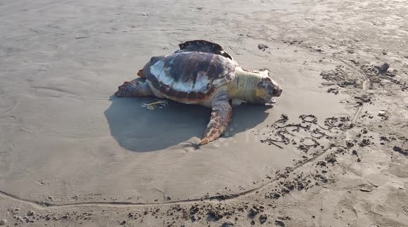 Bathers remove a dead sea turtle from the sea with a cracked shell ...
