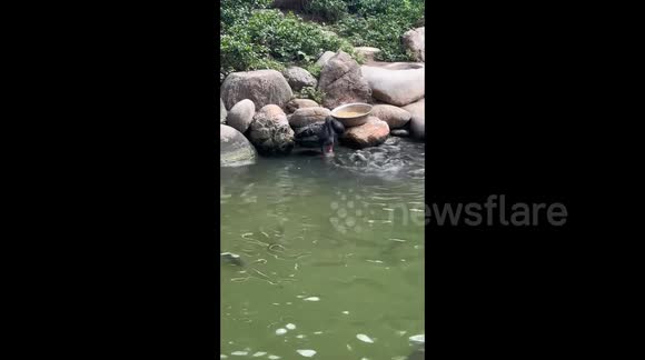 A Swan “Feeding” Fish in Xincheng, China - Buy, Sell or Upload Video ...