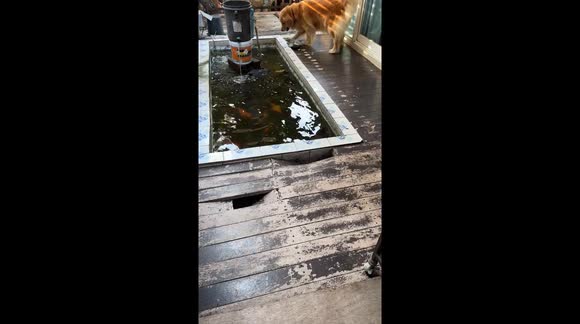 Smart Golden Retriever rescues drowning pigeon from garden pond - Buy ...