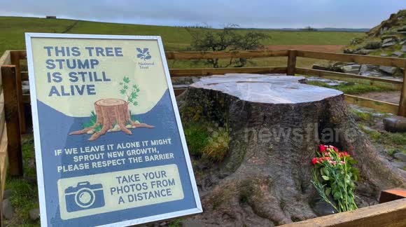 Artist recreated felled Sycamore Gap as a 'tree of light' as symbol of ...