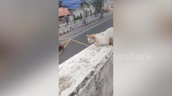 Motorcycle rider stops to help cat stuck on overpass ledge - Buy, Sell ...