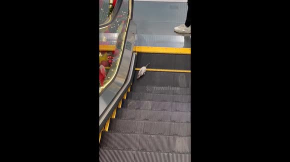 Rat in a trap! Rodent has uphill climb on escalator - Buy, Sell or ...
