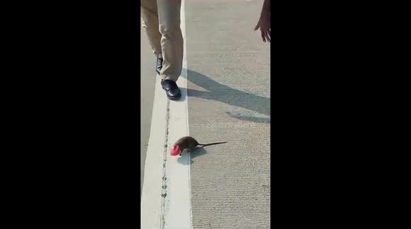 Police rescue rat with ice cream container stuck on its head in India ...