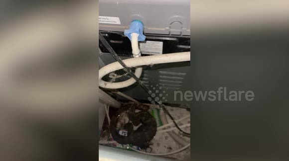 Monitor lizard caught from back of family's washing machine - Buy, Sell ...