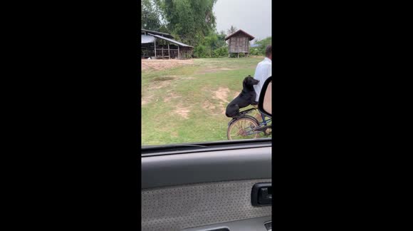 Pet dog enjoys having a croggy on the back of bike - Buy, Sell or ...