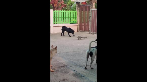 Pet dogs chase away monitor lizard intruder in Thailand - Buy, Sell or ...
