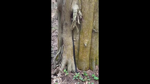 Gently Yoinking a Plain-Bellied Water Snake From a Bald Cypress Tree ...