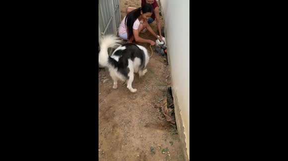 Siberian Husky gets stuck in a very awkward position under home - Buy ...