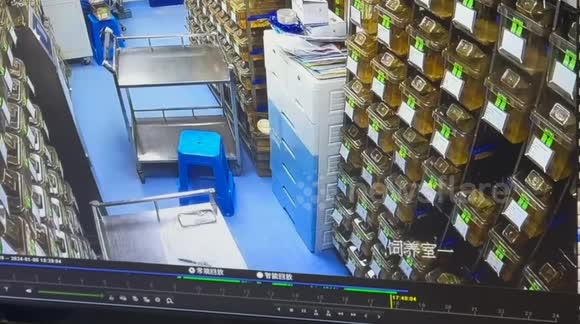 Sneaky lab mouse avoids capture by climbing on lab-tech's shoulder in ...