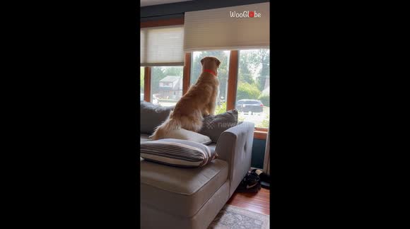 Adorable dog meets its hooman baby brother for the first time - Buy ...