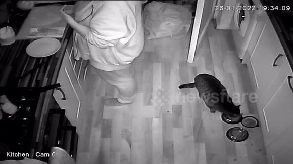 Unexpected Splash: Feline Fumble with Food and Water Caught on CCTV ...