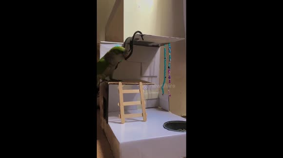 Parrot Falls Off Popsicle Stick Stairs - Buy, Sell or Upload Video ...
