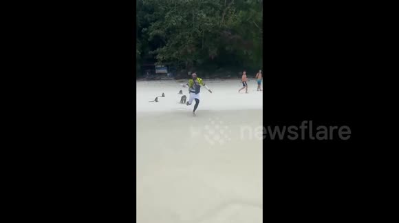 Monkeys defend their own: dramatic chase unfolds as man flees after ...