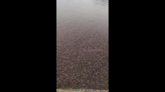 Local baffled as thousands of worms rise to surface of river in Vietnam ...