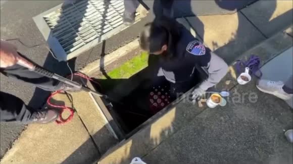 Husky Hero Axel Rescues Trapped Dog with Help from Police in Hercules ...