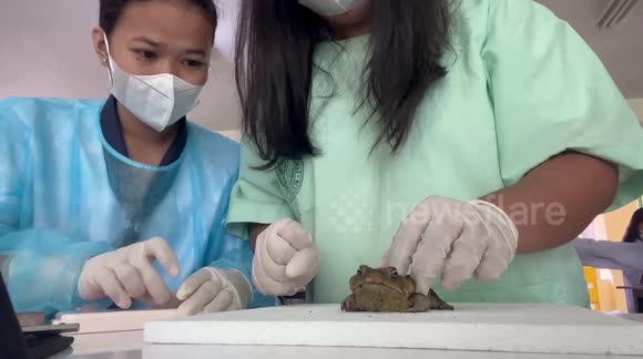 Frog fiasco: lab practical chaos in Earth and Life Science class - Buy ...