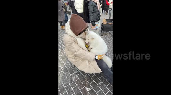 Woman holds in her arms an adorable Arctic fox in Harbin, China - Buy ...