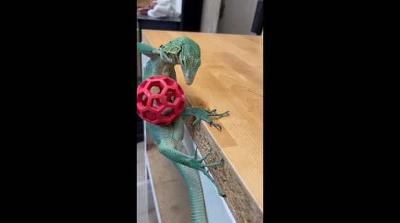 An Intelligent Lizard Plays With A Ball - Buy, Sell or Upload Video ...