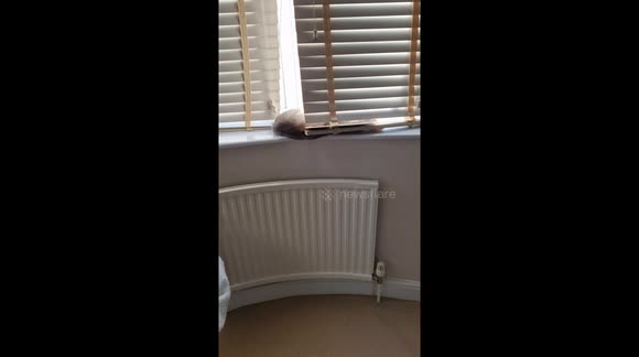 Please Do Not Disturb the Kitty - Buy, Sell or Upload Video Content ...