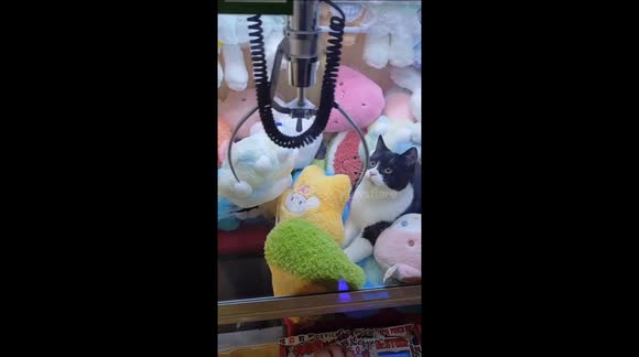 Cat's playful adventure inside claw machine captivates in China - Buy ...