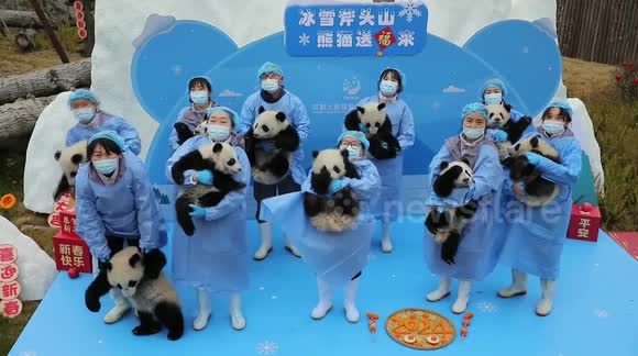 Panda Cubs Send Lunar New Year Greetings From Southern China Buy Sell Or Upload Video Content