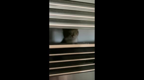 Rescuing A Cat Behind The Microwave - Buy, Sell or Upload Video Content ...