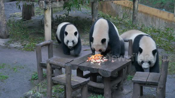Giant Pandas Eat Around a Table at Chongqing Zoo in Chongqing, China ...