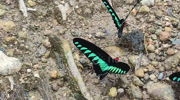 Rajah Brooke's birdwing, is a birdwing butterfly. Trogonoptera ...
